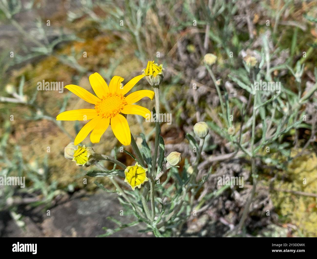 common woolly sunflower (Eriophyllum lanatum) Plantae Stock Photo - Alamy