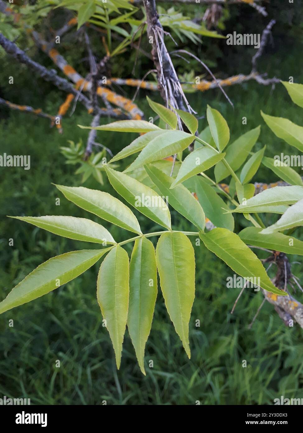 European ash (Fraxinus excelsior) Plantae Stock Photo - Alamy