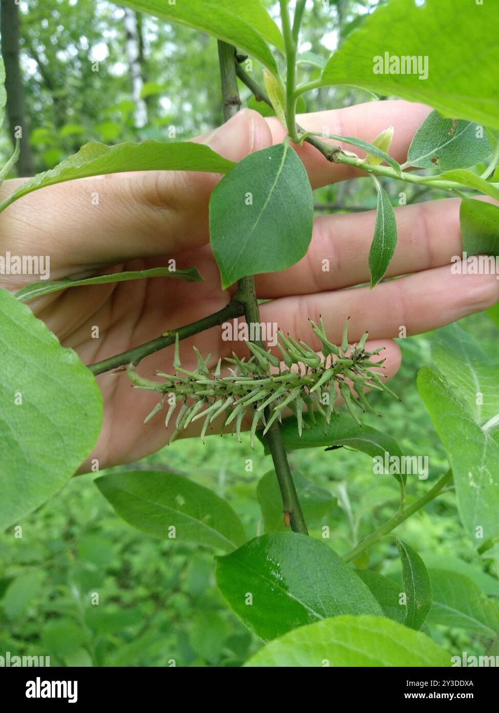 goat willow (Salix caprea) Plantae Stock Photo - Alamy