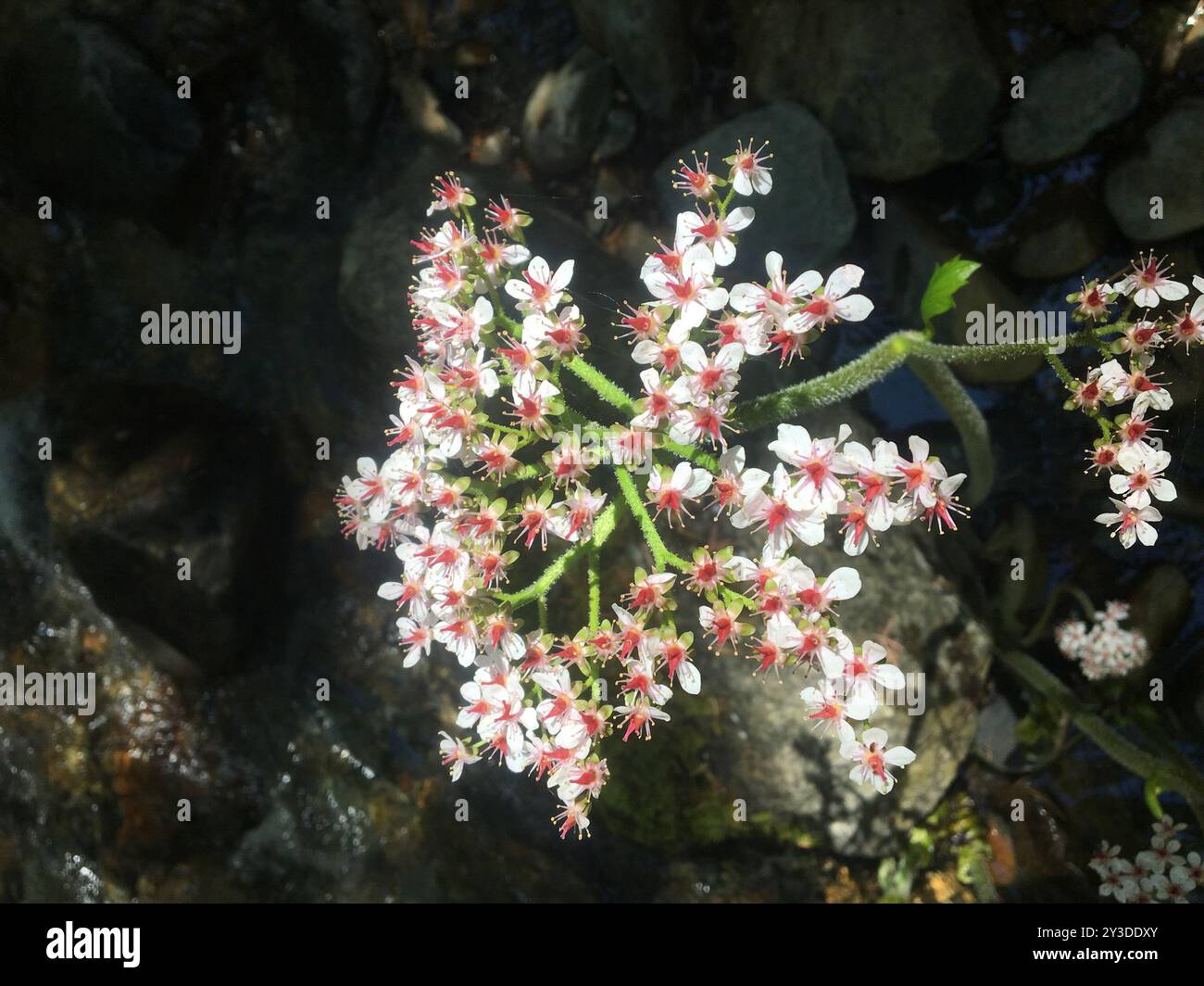 Umbrella Plant (Darmera peltata) Plantae Stock Photo - Alamy