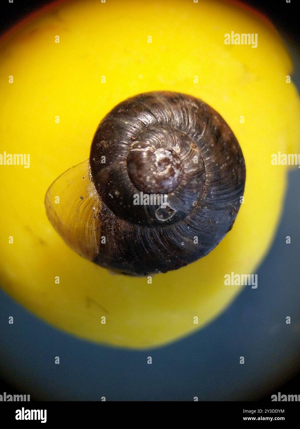 Gastropods (Gastropoda) Mollusca Stock Photo - Alamy