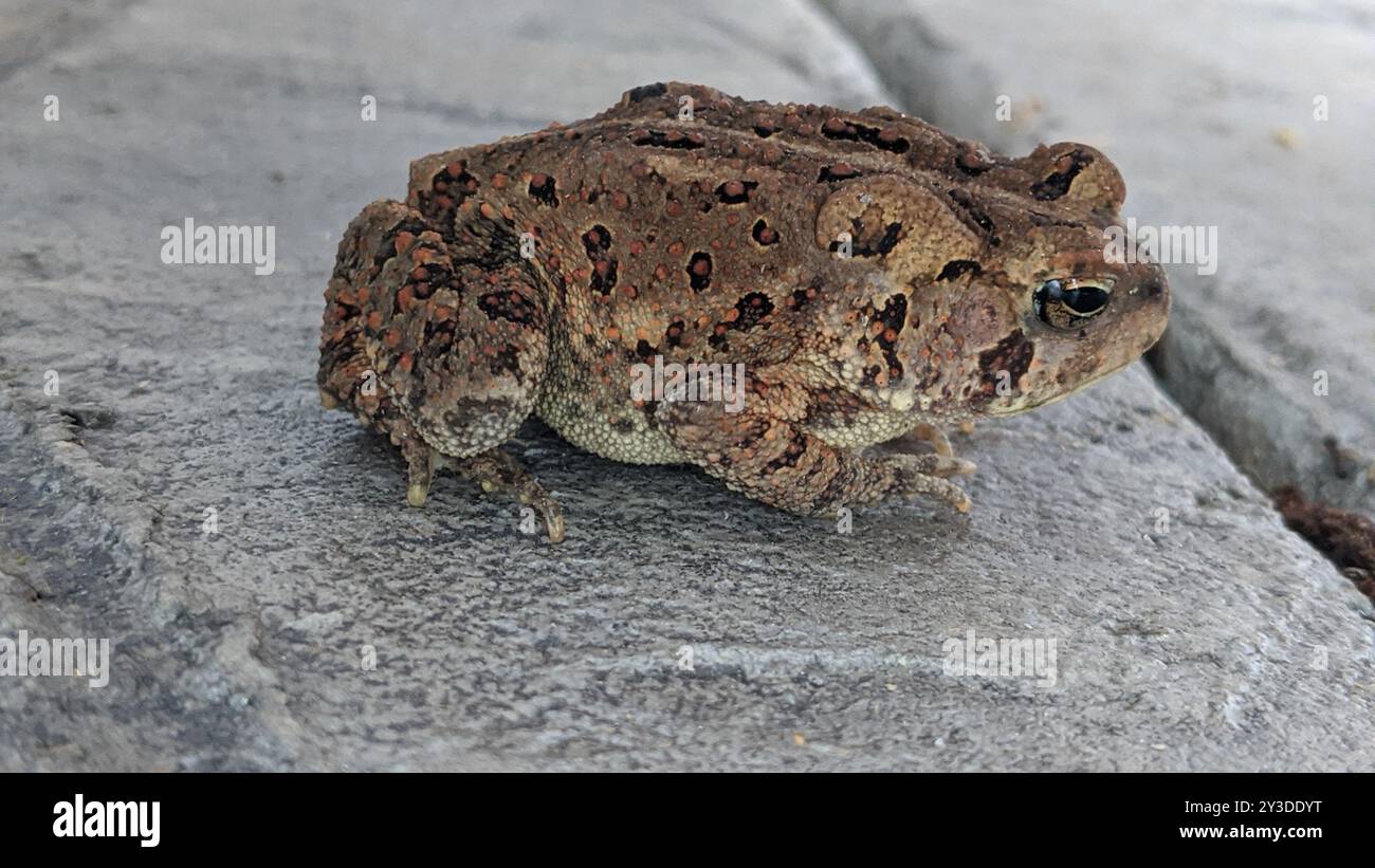 North American Toads (Anaxyrus) Amphibia Stock Photo - Alamy