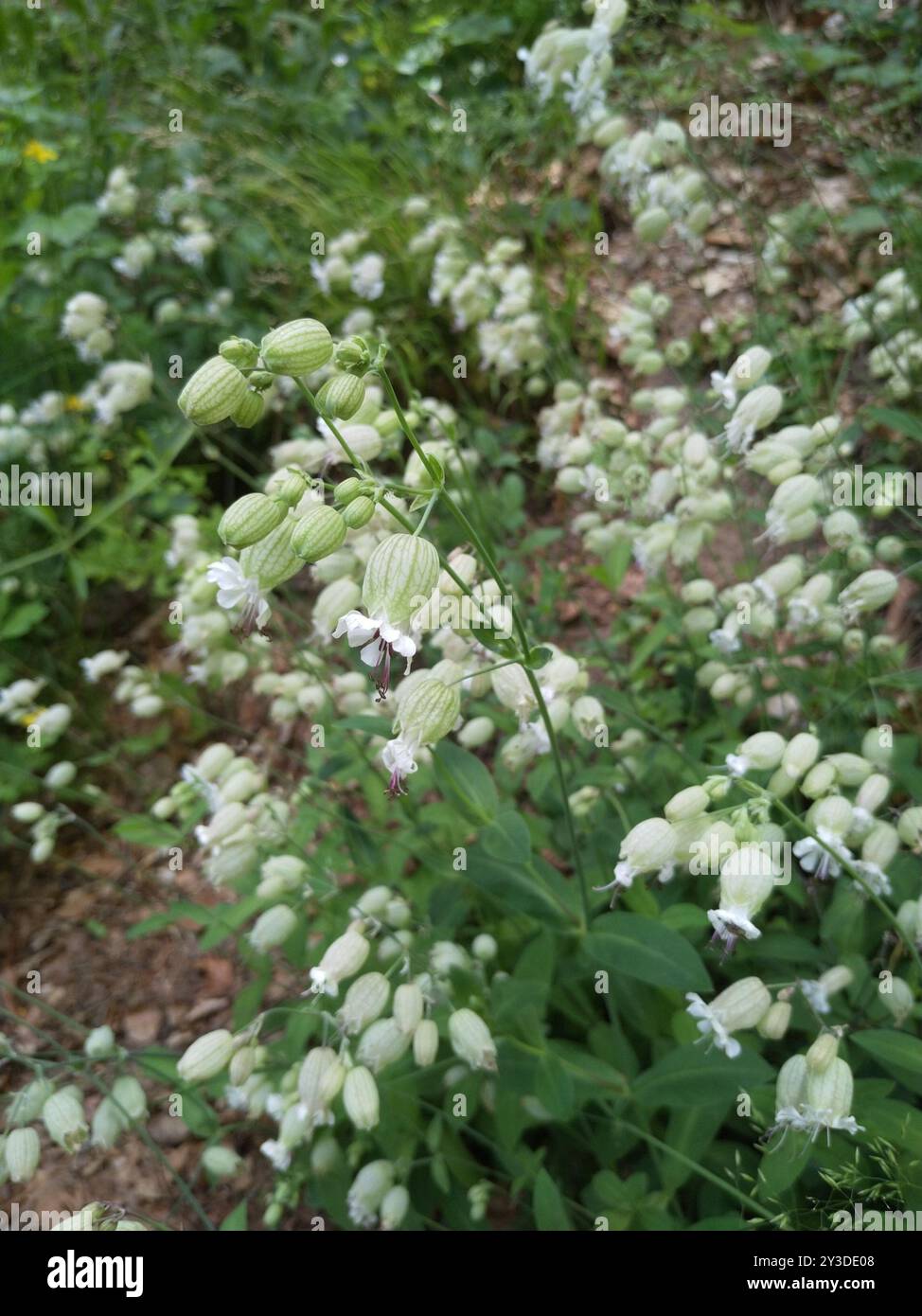 bladder campion (Silene vulgaris) Plantae Stock Photo - Alamy
