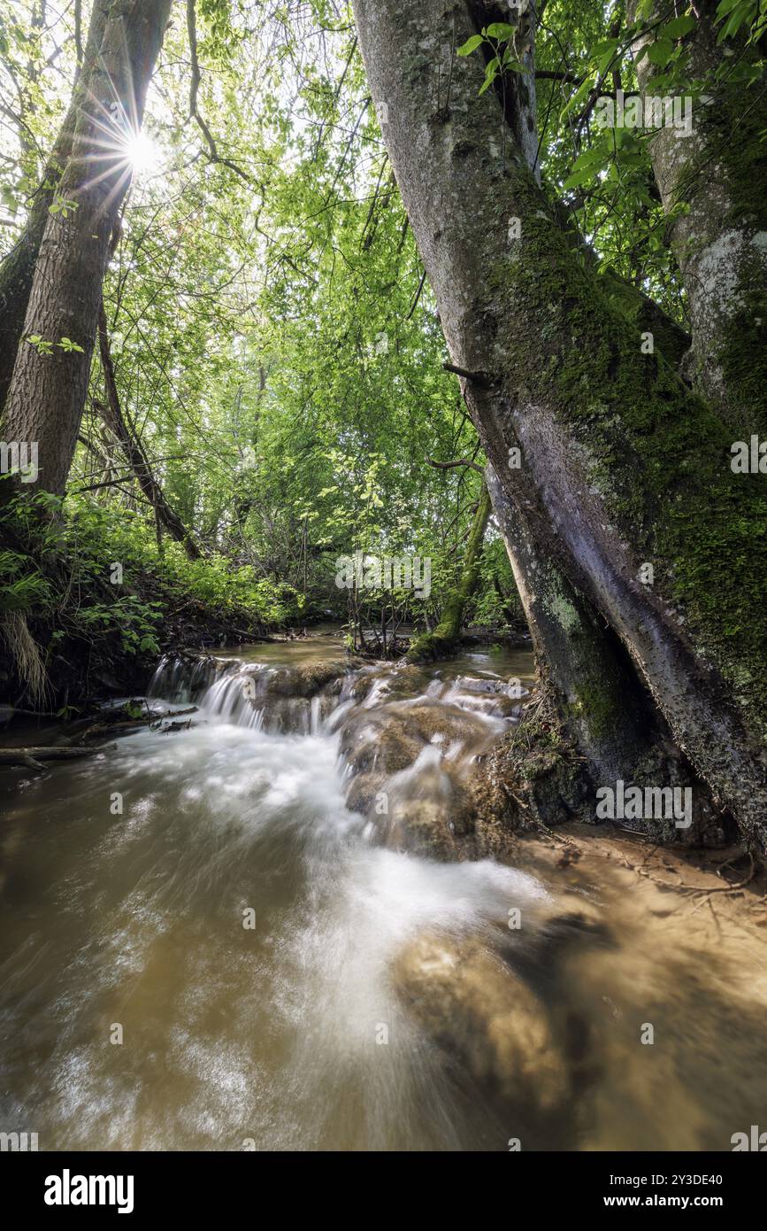 Sunbeams penetrate dense trees hi-res stock photography and images - Alamy