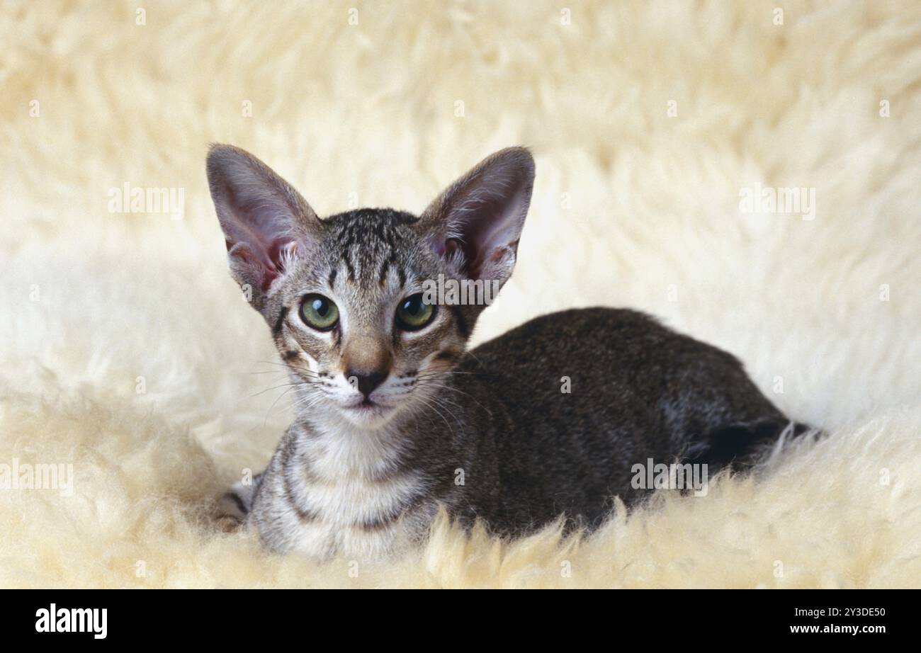 Oriental shorthair cat black-tabby-spotted 5 month old kitten Stock ...
