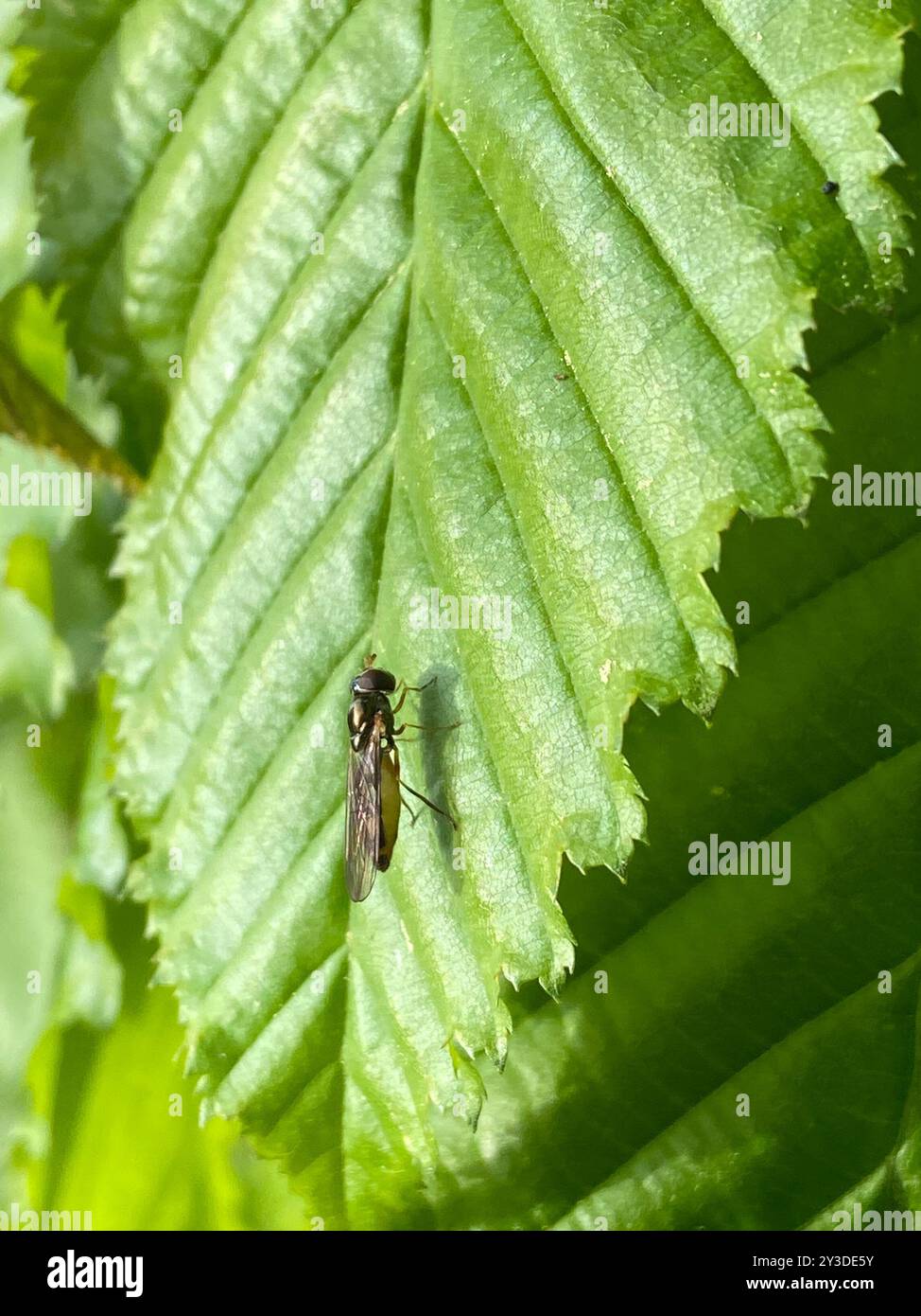 Ladder-backed Hover Fly (Melanostoma scalare) Insecta Stock Photo - Alamy