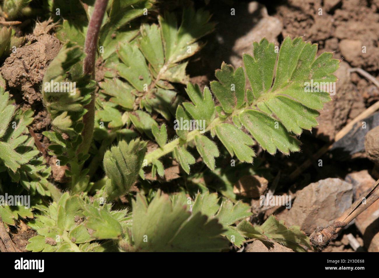 prairie smoke (Geum triflorum) Plantae Stock Photo - Alamy