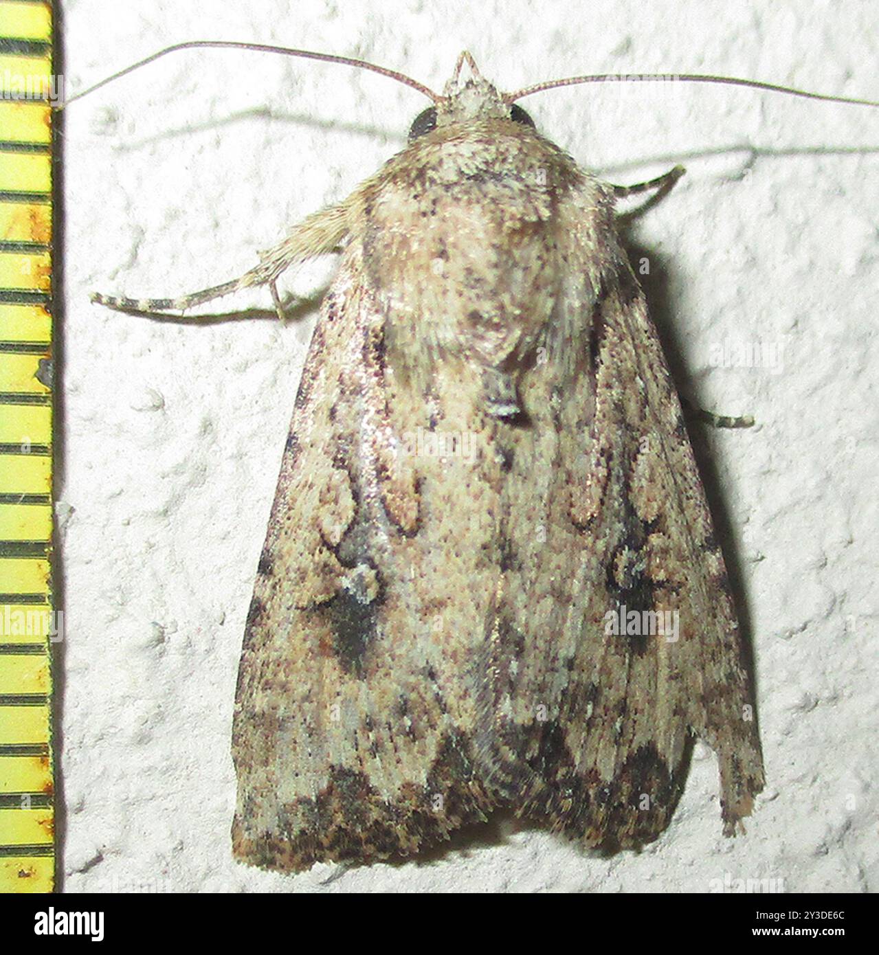 Cutworm Moths and Allies (Noctuidae) Insecta Stock Photo - Alamy