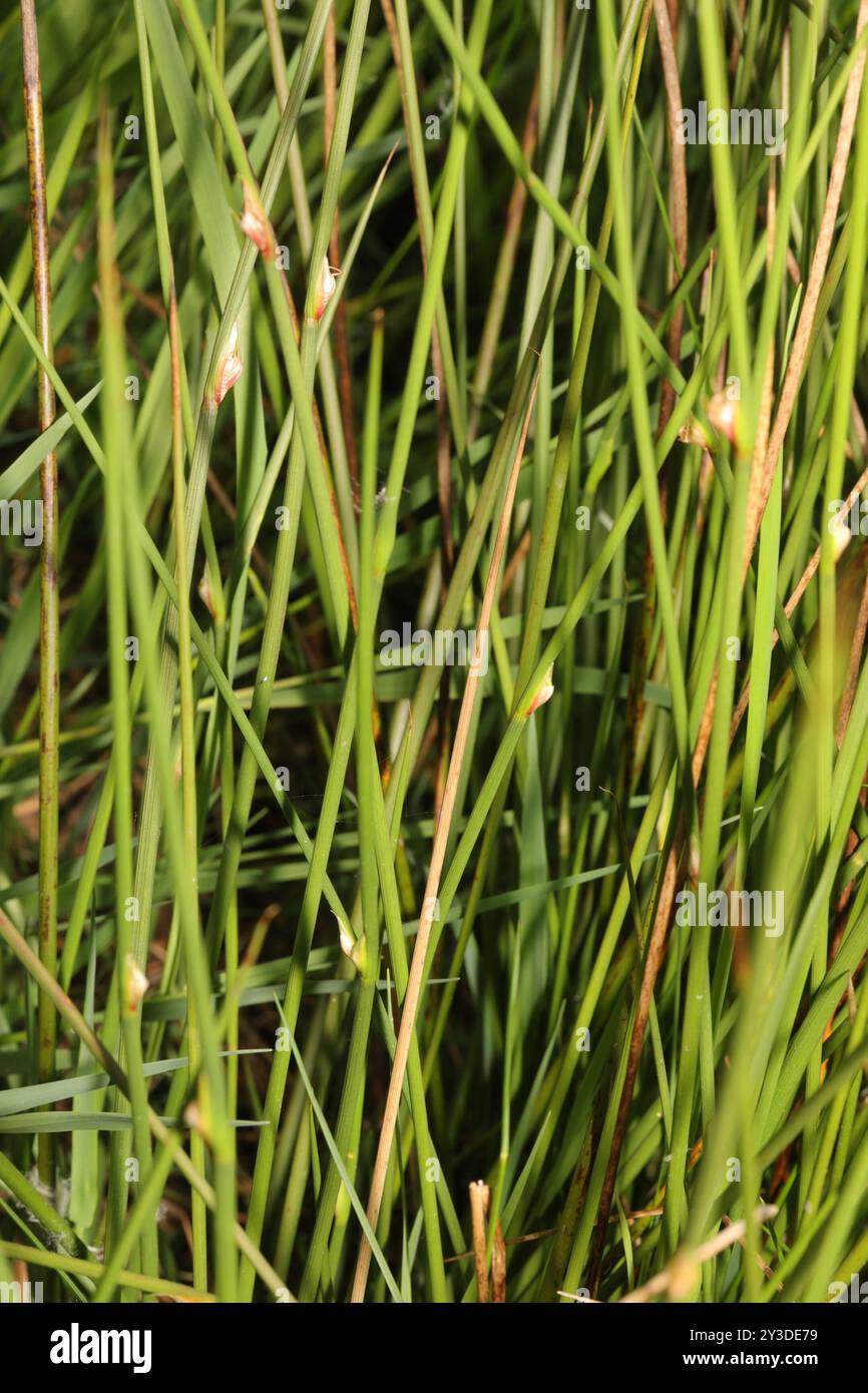 Compact rush juncus conglomeratus hi-res stock photography and images ...