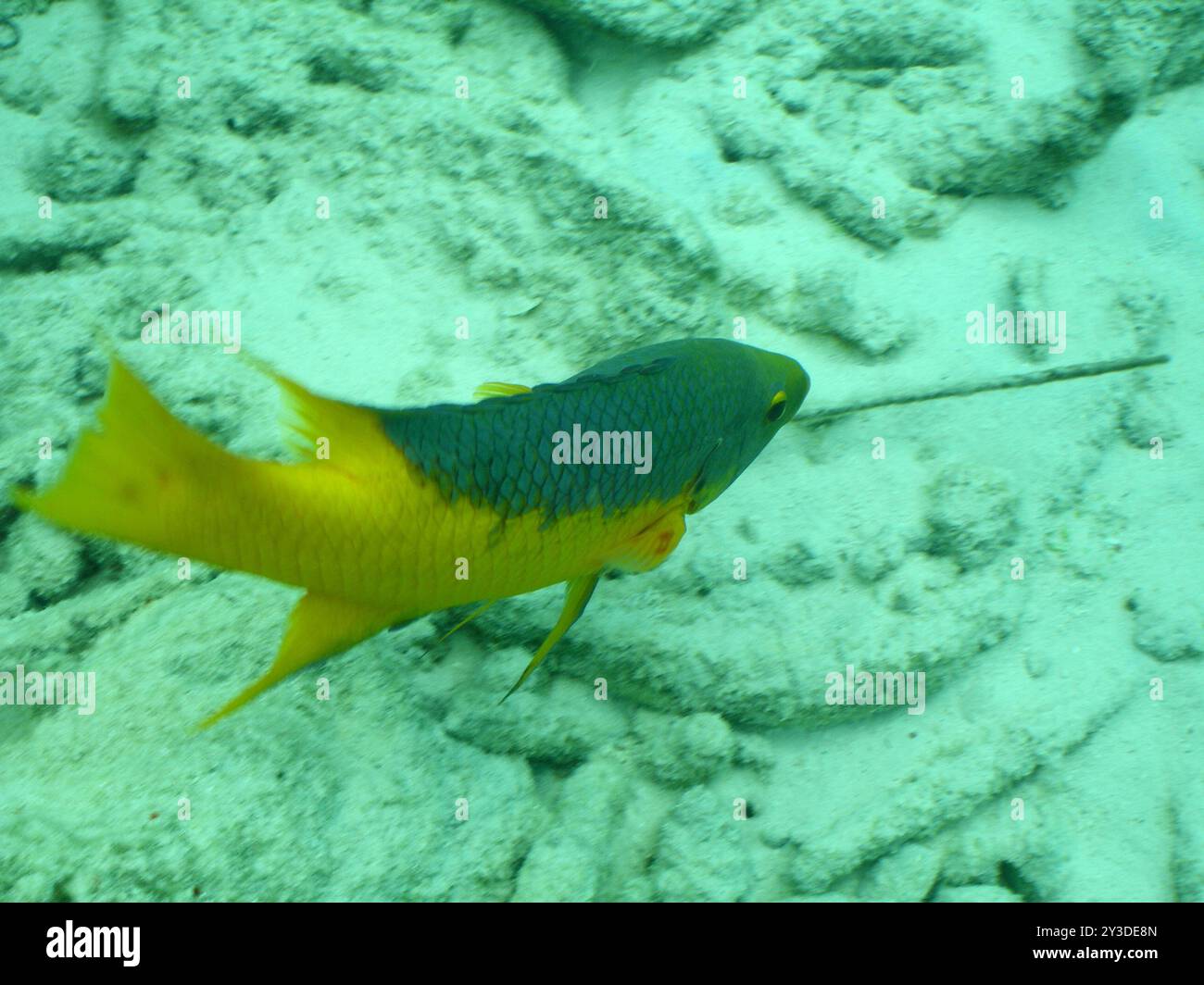 Spanish Hogfish (Bodianus rufus) Actinopterygii Stock Photo - Alamy