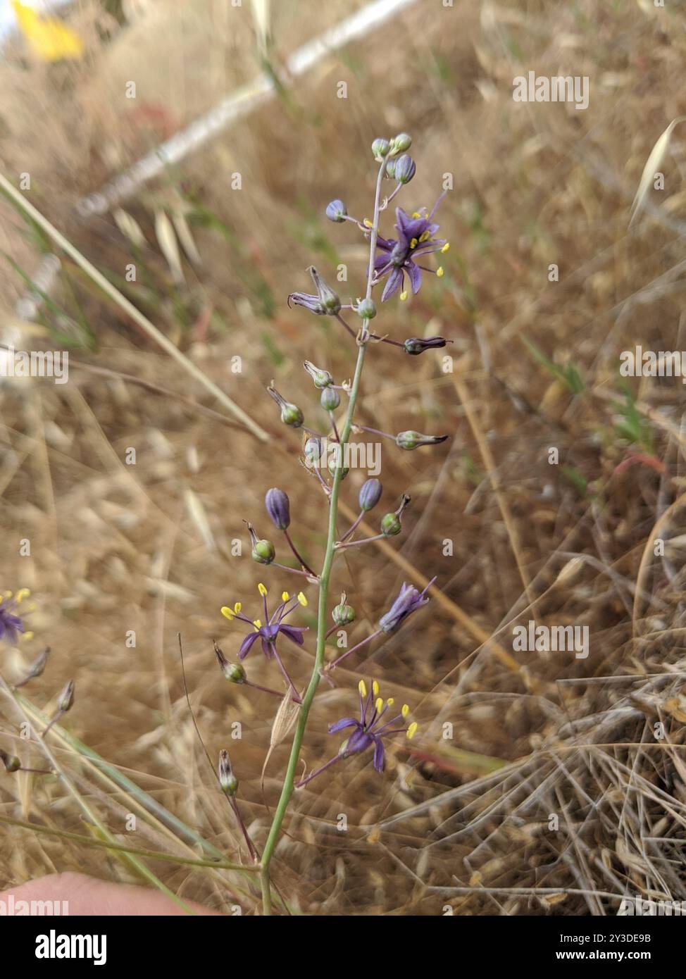 santa lucia purple amole (Hooveria purpurea purpurea) Plantae Stock ...