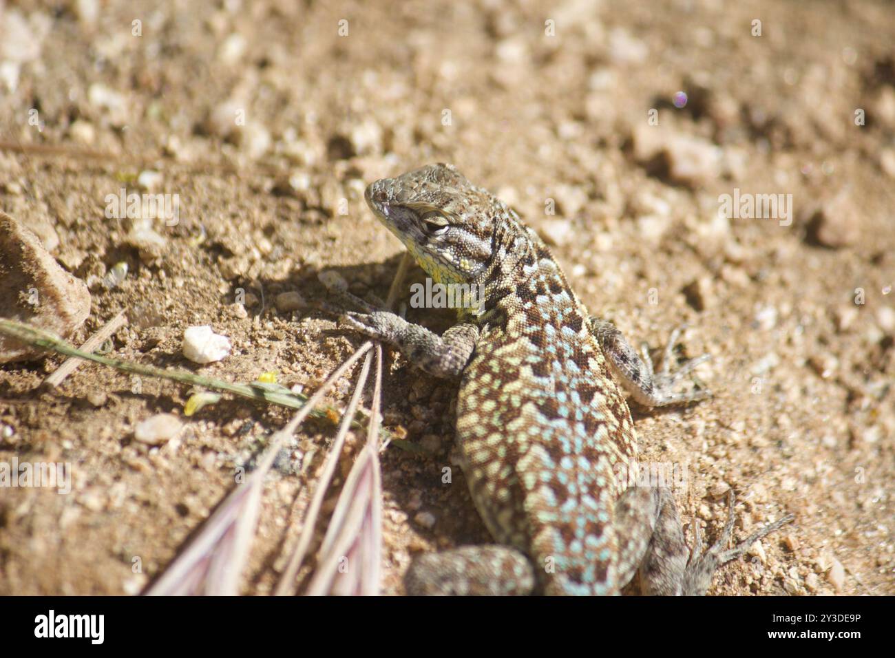 Common Side-blotched Lizard (Uta stansburiana) Reptilia Stock Photo - Alamy
