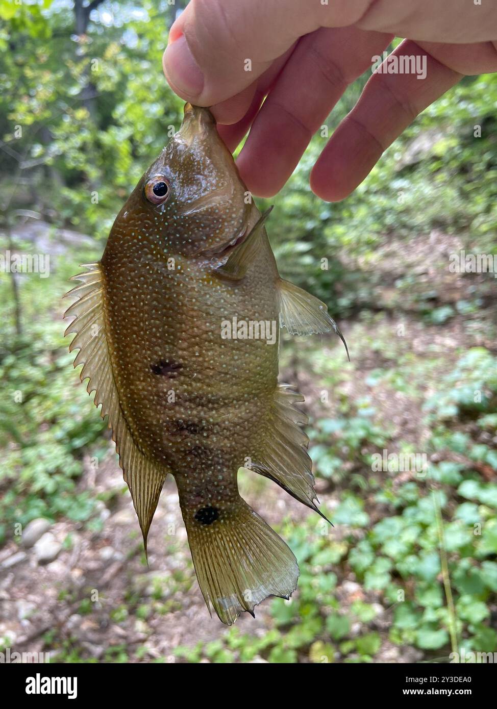 Texas Cichlid (Herichthys cyanoguttatus) Actinopterygii Stock Photo - Alamy