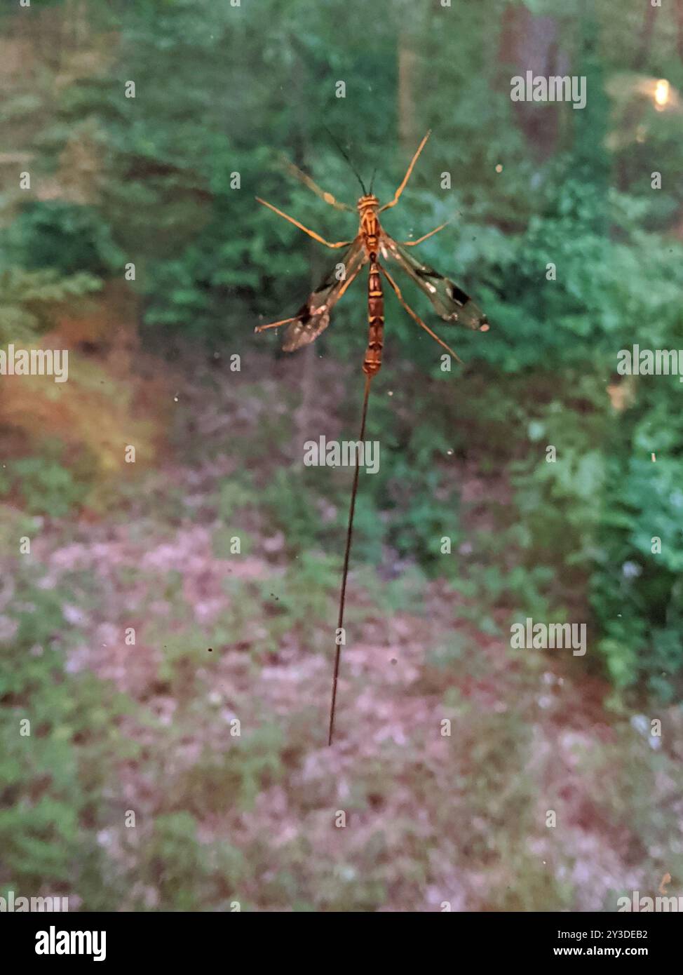 Long-tailed Giant Ichneumonid Wasp (Megarhyssa macrurus) Insecta Stock ...