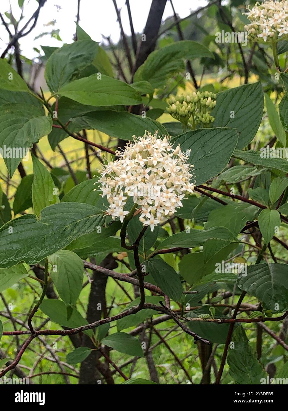 red osier dogwood (Cornus sericea) Plantae Stock Photo - Alamy