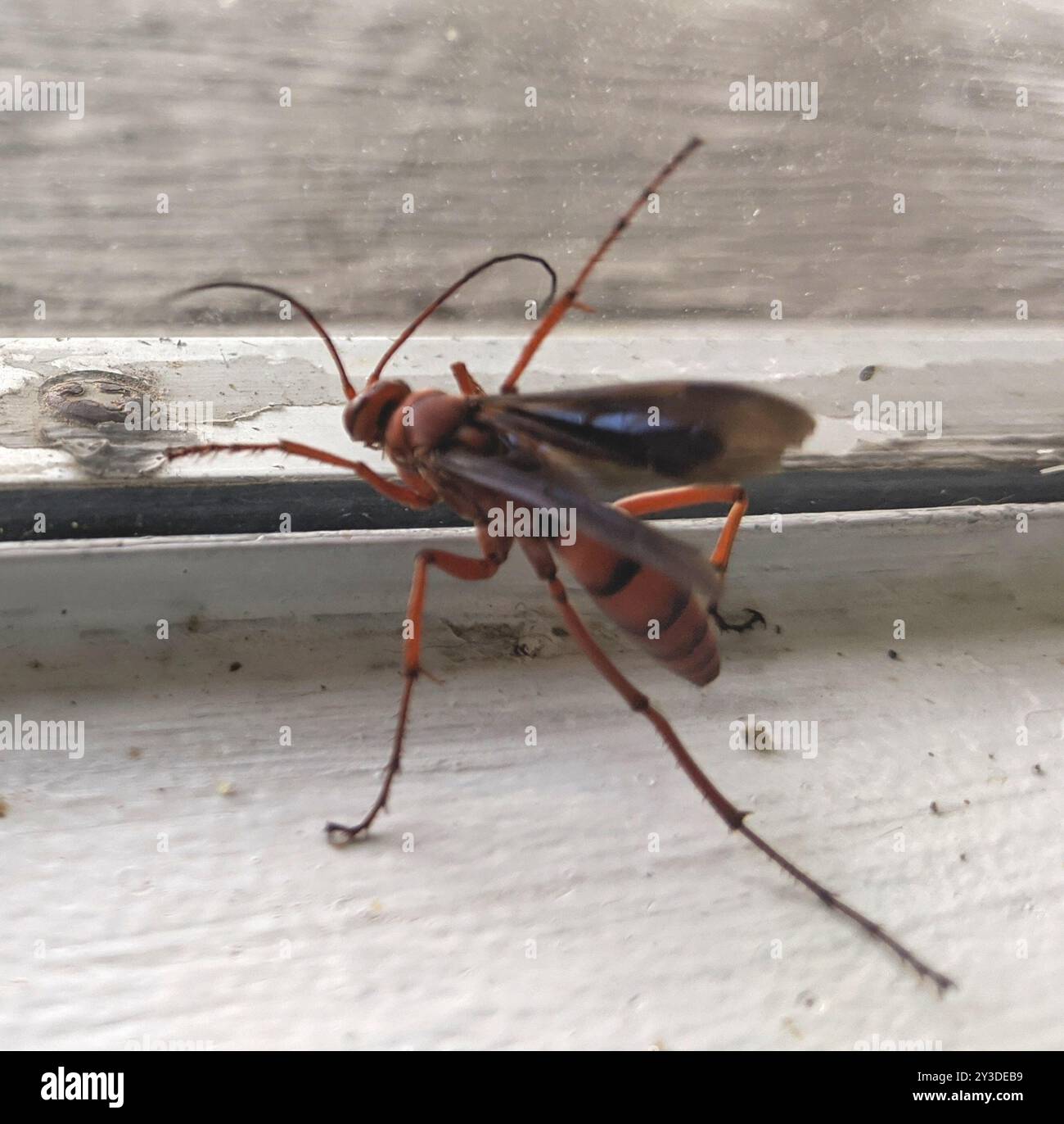 Rusty Spider Wasp (Tachypompilus ferrugineus) Insecta Stock Photo - Alamy