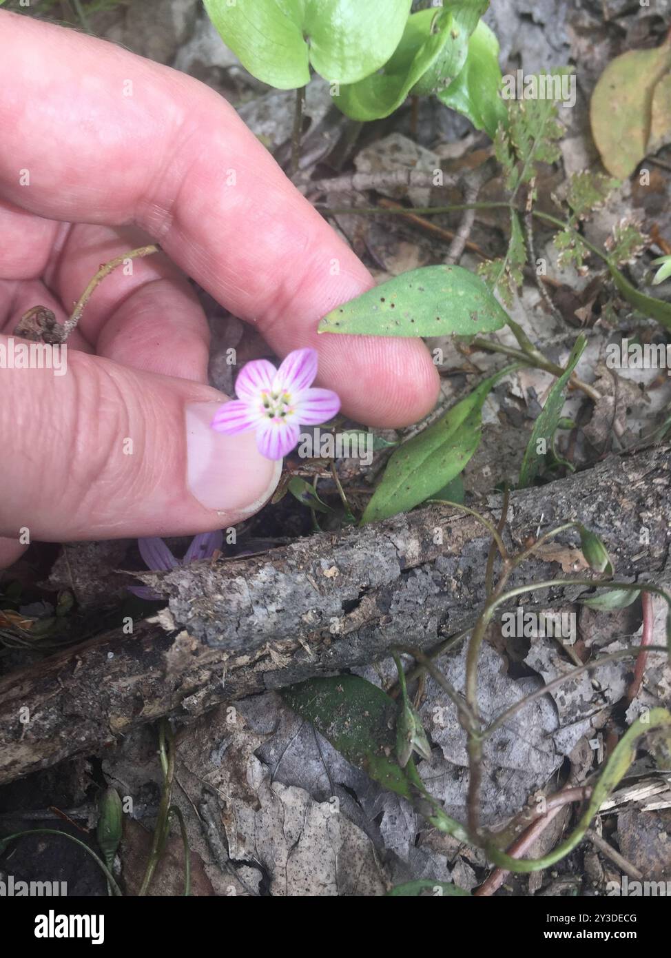 Carolina Springbeauty (Claytonia caroliniana) Plantae Stock Photo - Alamy