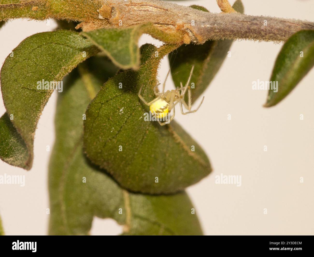 Typical Cobweb Spiders (Theridion) Arachnida Stock Photo - Alamy