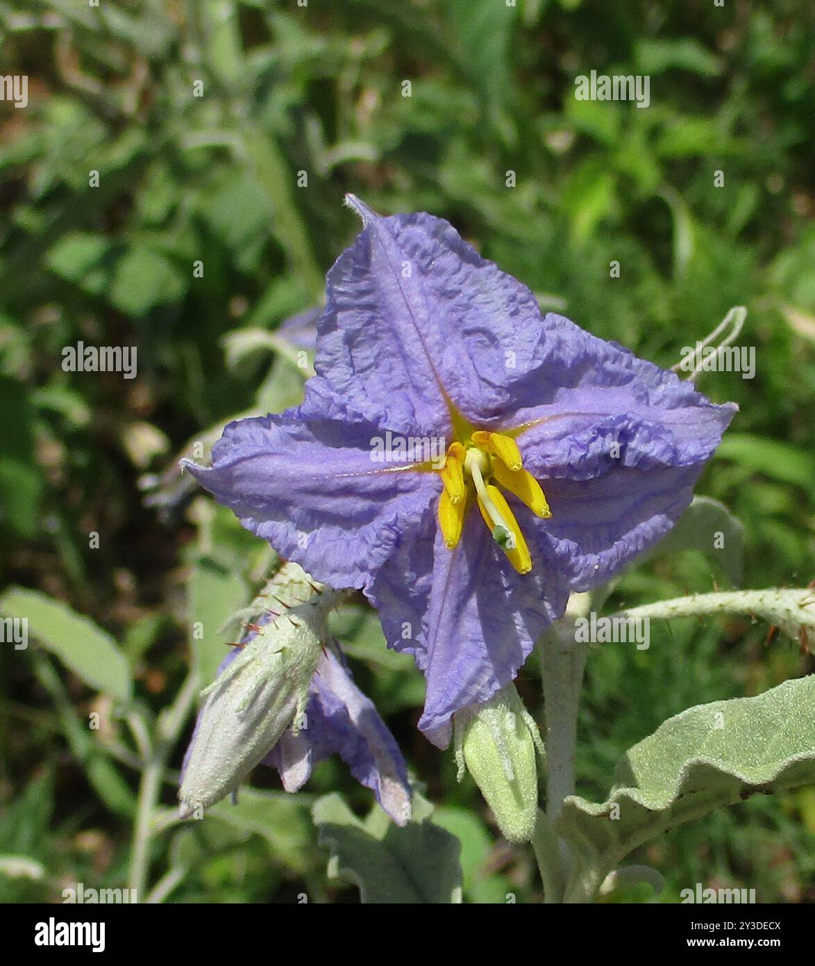 silverleaf nightshade (Solanum elaeagnifolium) Plantae Stock Photo - Alamy