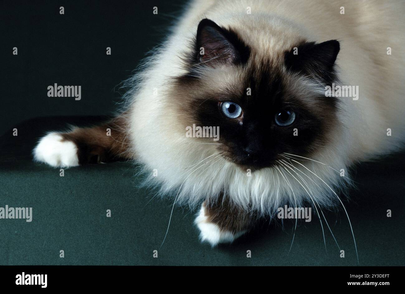 Holy Birman, 5 year old male tomcat Stock Photo - Alamy