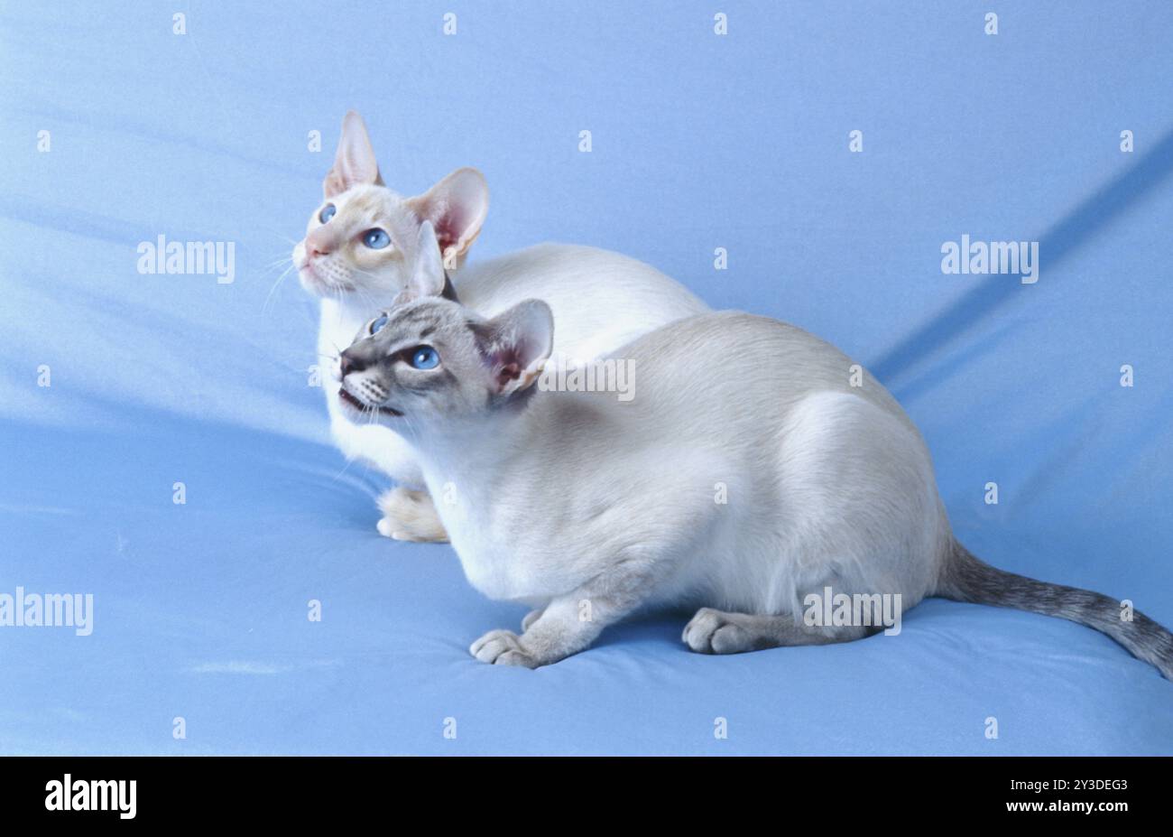 Siamese cat red-silver-tabby and seal-silver-tabby reddish colouring ...
