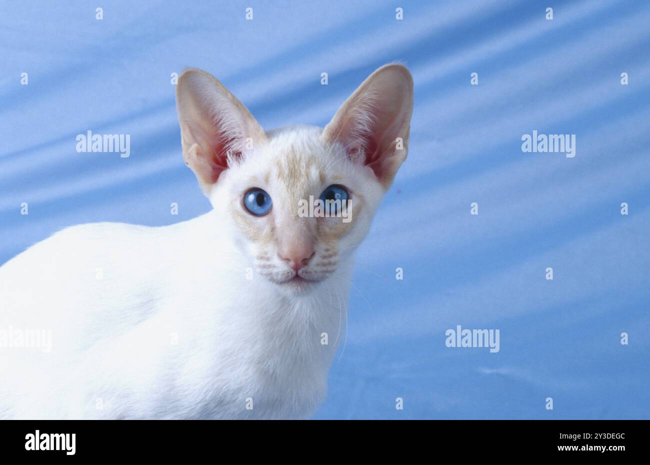 Siamese cat red-silver-tabby reddish colouring male, 5 months old Stock ...