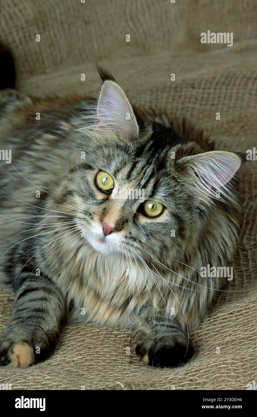 Main coone cat hi-res stock photography and images - Alamy