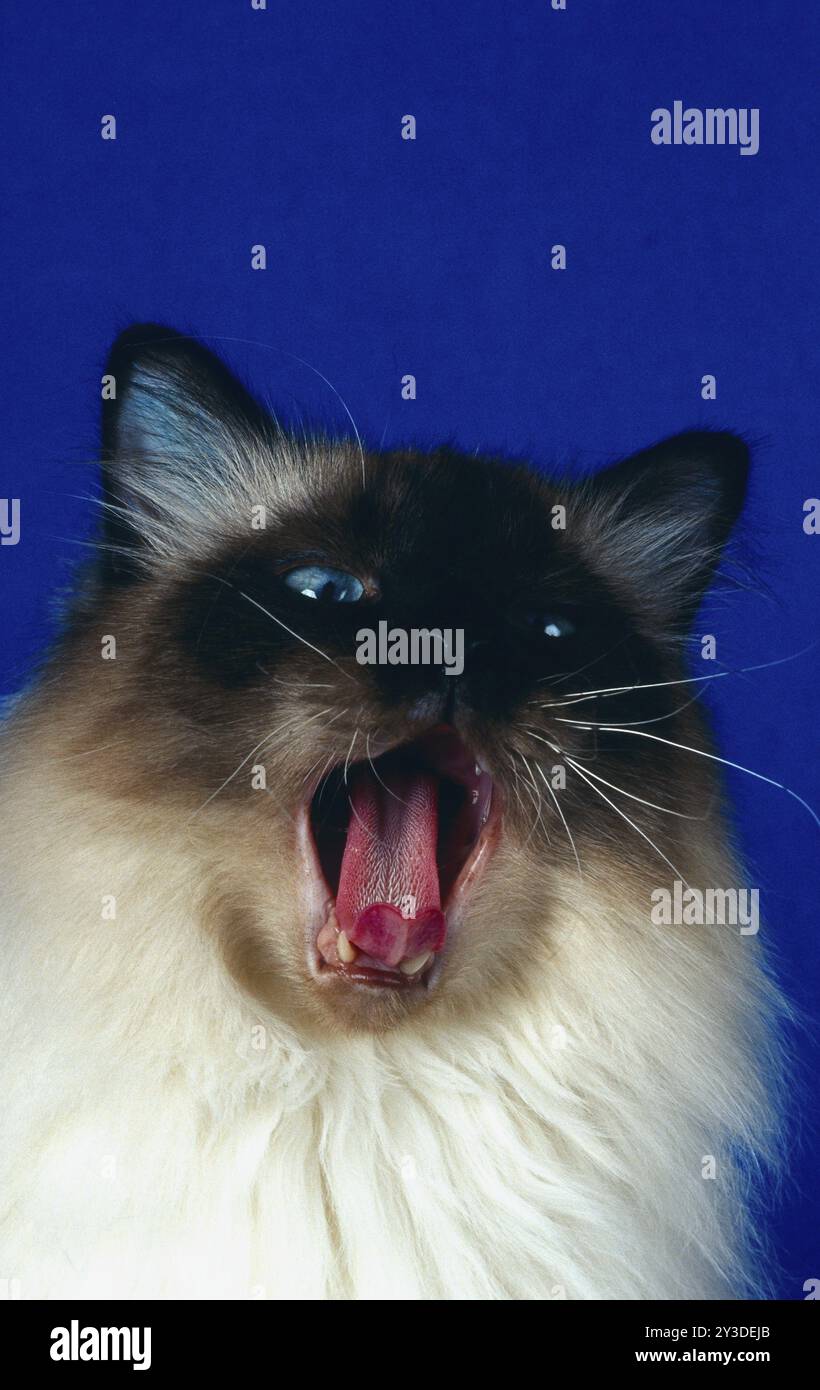Sealpoint birman hi-res stock photography and images - Alamy