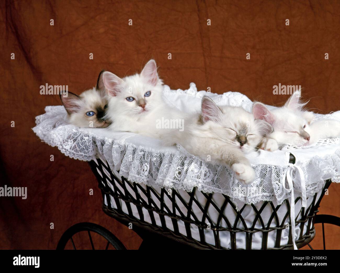 12 week old kitten hi-res stock photography and images - Alamy