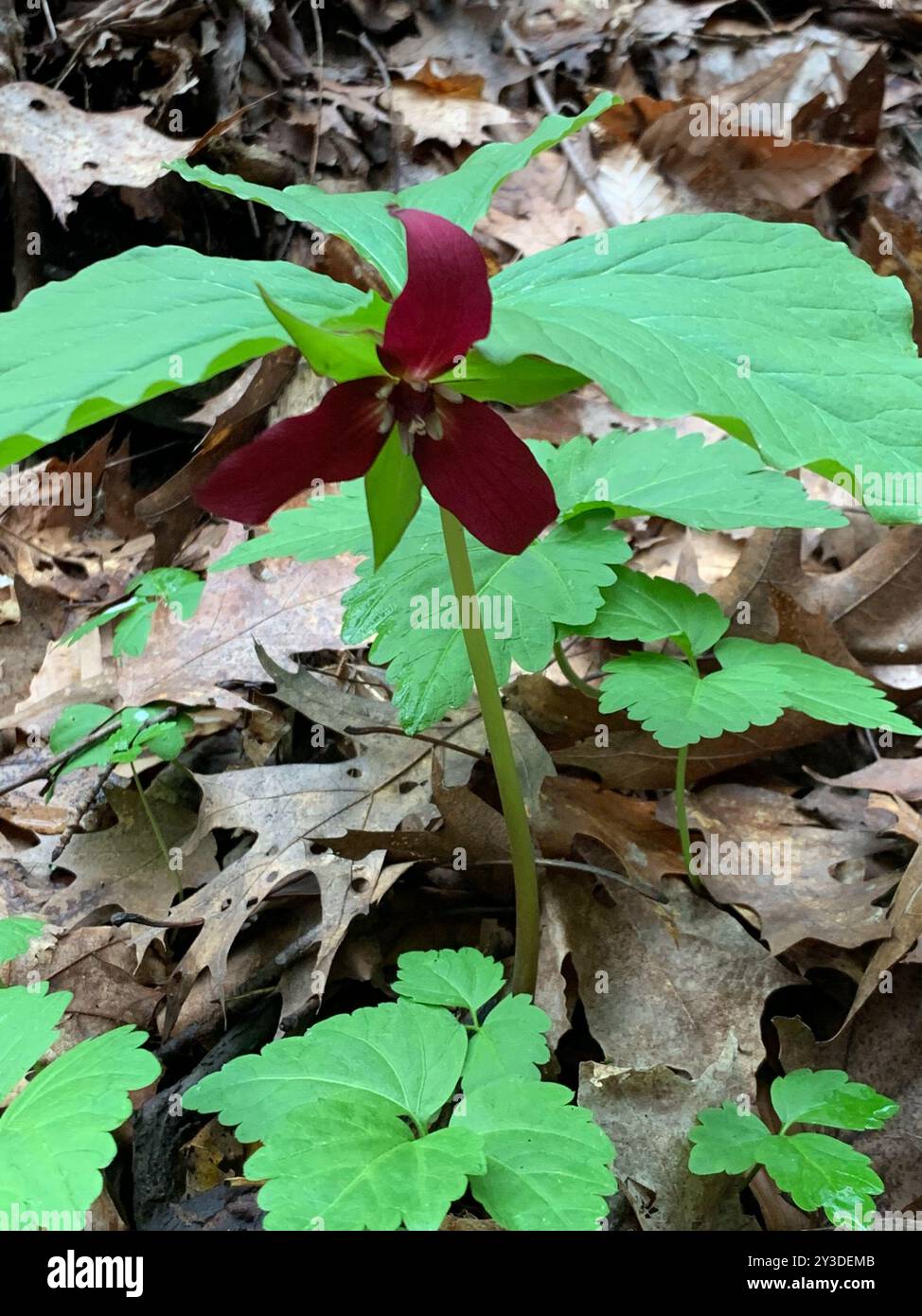 red trillium (Trillium erectum) Plantae Stock Photo - Alamy