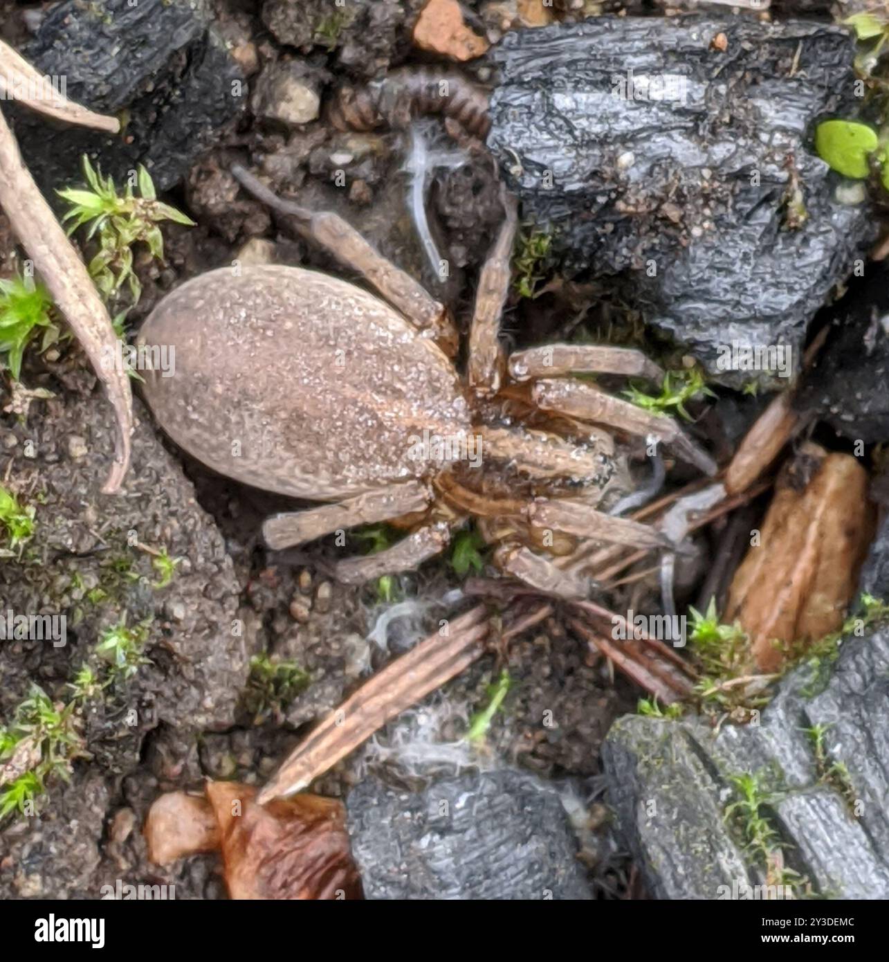 Rustic Wolf Spider (Trochosa ruricola) Arachnida Stock Photo - Alamy