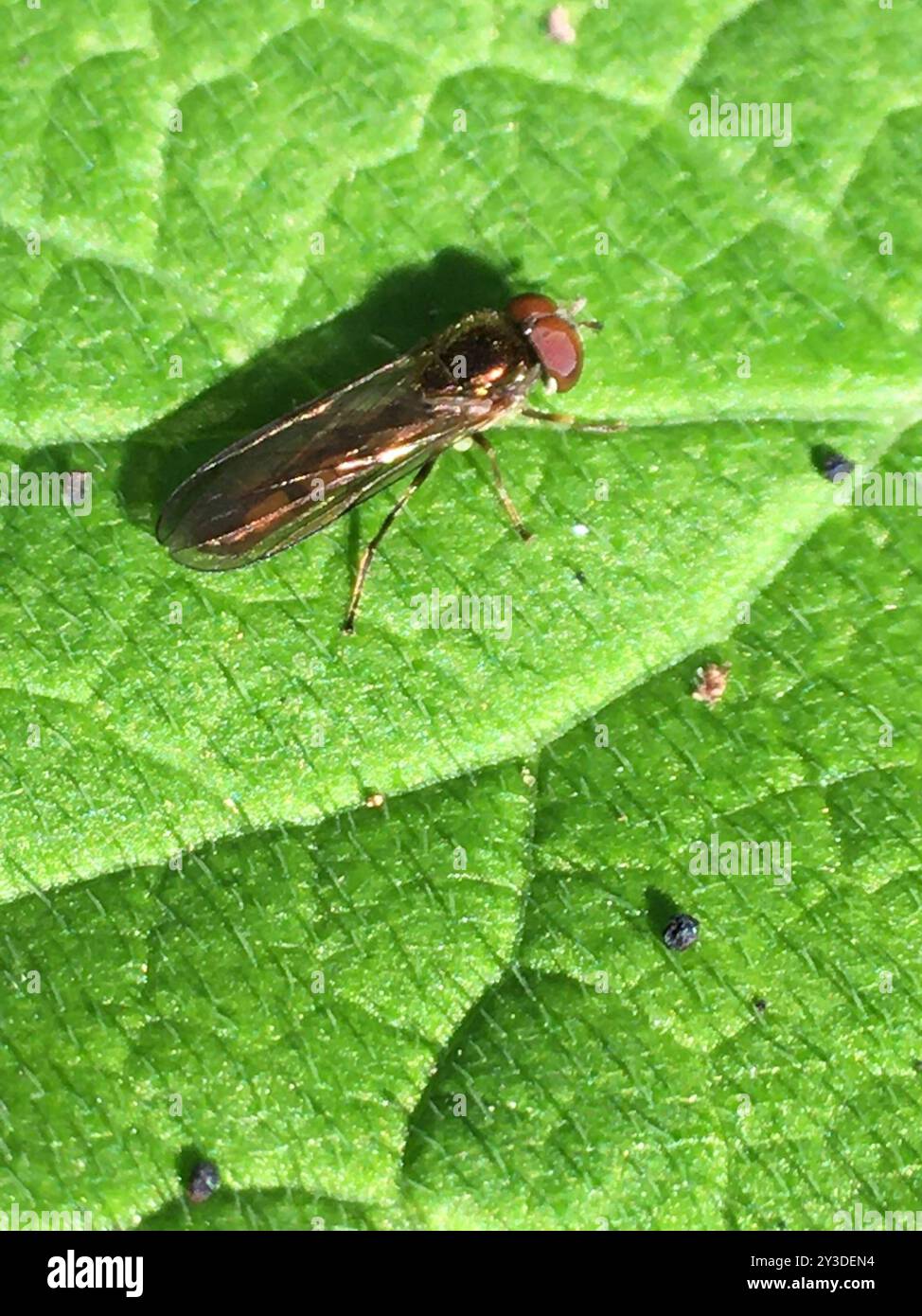 Ladder-backed Hover Fly (Melanostoma scalare) Insecta Stock Photo - Alamy