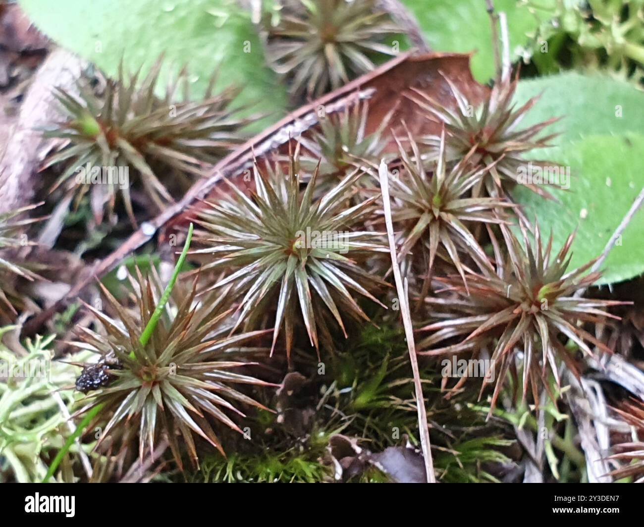 haircap mosses (Polytrichum) Plantae Stock Photo - Alamy