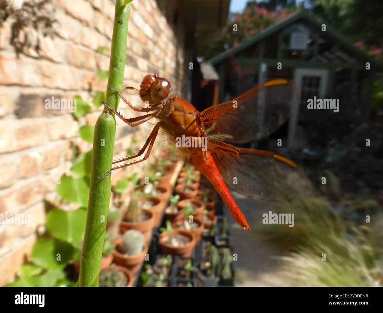 Neon Skimmer (Libellula croceipennis) Insecta Stock Photo - Alamy