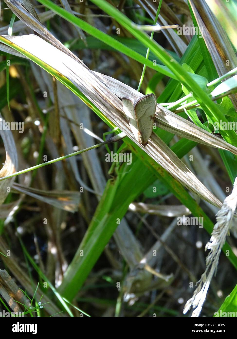 Wedgling Moth (Galgula partita) Insecta Stock Photo - Alamy