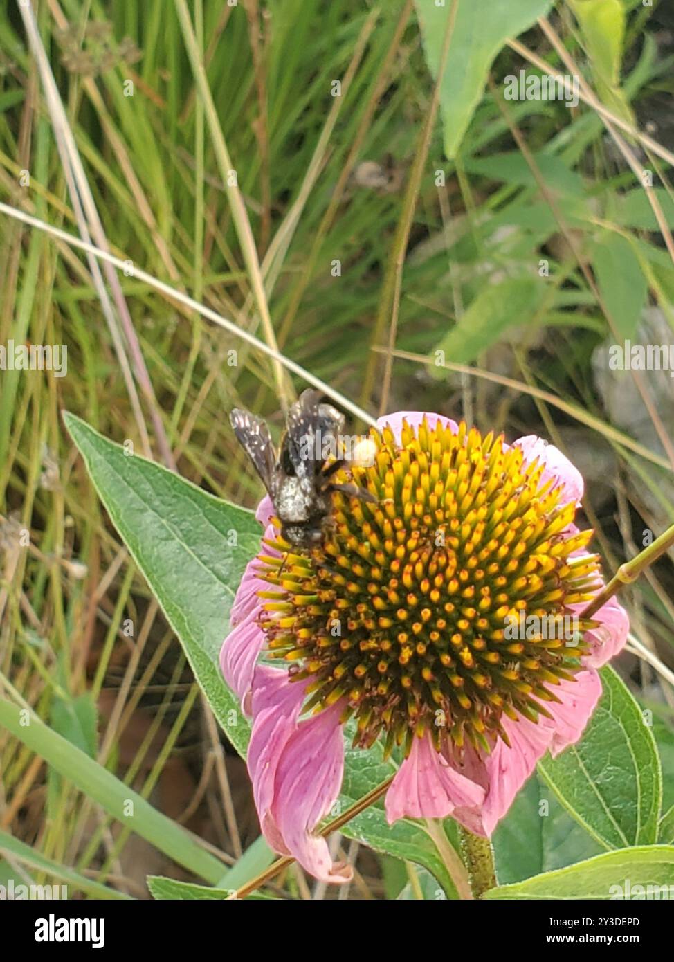 Longhorn Bees (Eucerini) Insecta Stock Photo - Alamy