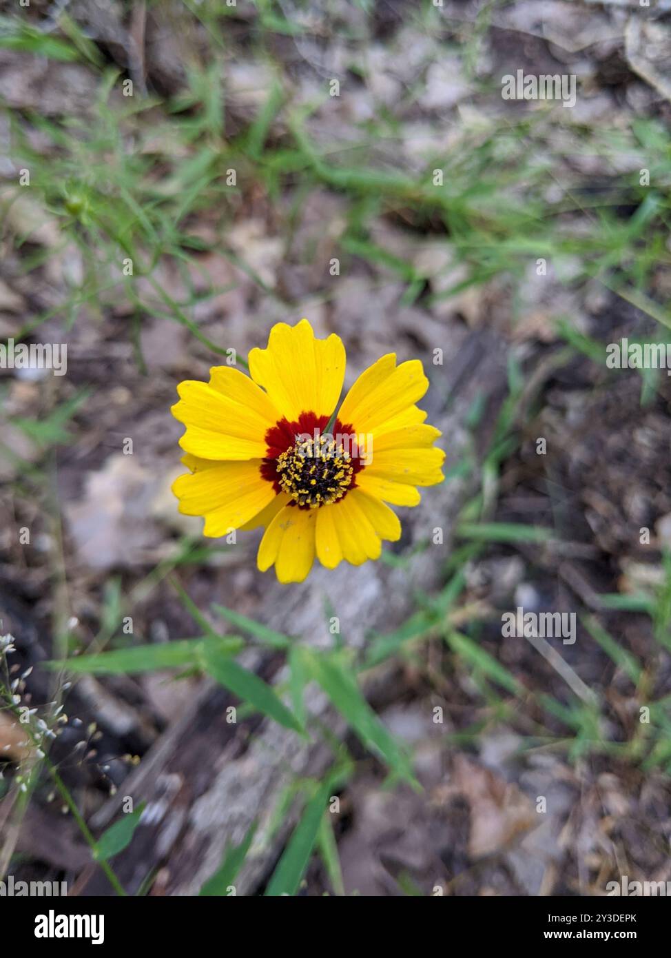 Golden Wave Tickseed (Coreopsis basalis) Plantae Stock Photo - Alamy