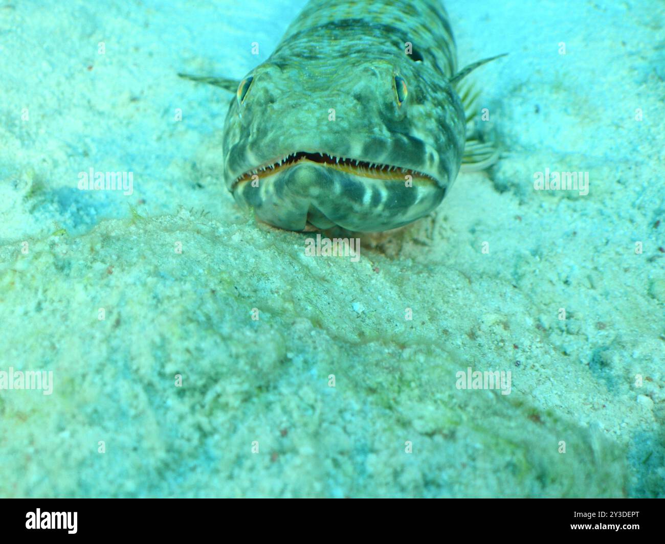 Sand Diver (Synodus intermedius) Actinopterygii Stock Photo - Alamy