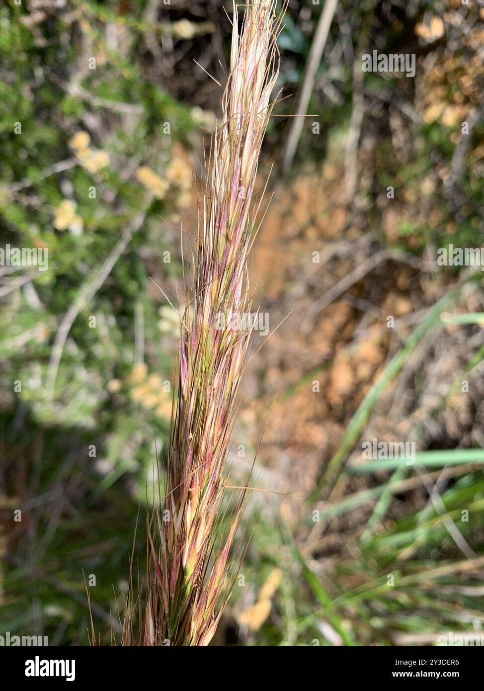 blue wild rye (Elymus glaucus) Plantae Stock Photo - Alamy
