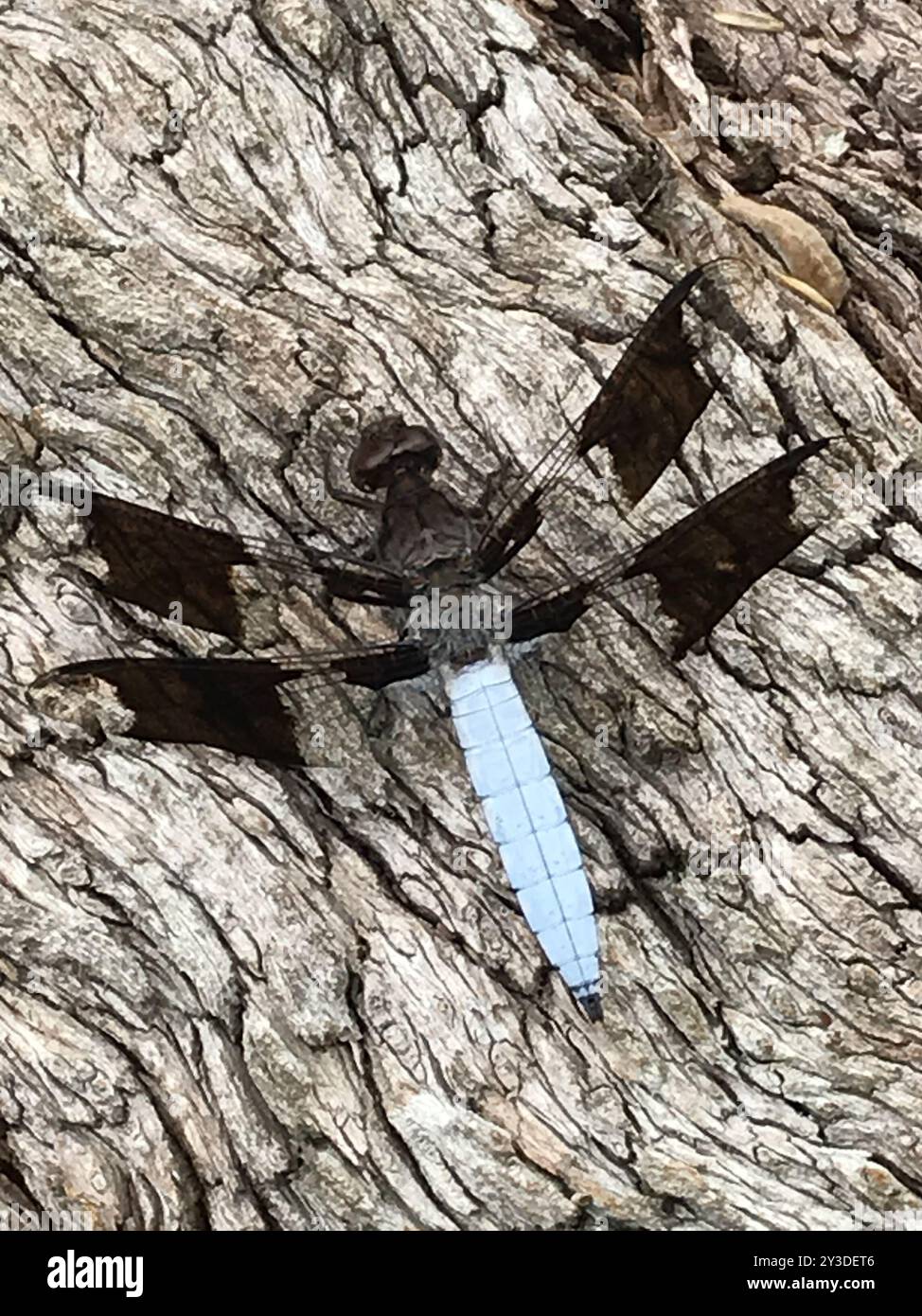 Common Whitetail (Plathemis lydia) Insecta Stock Photo - Alamy