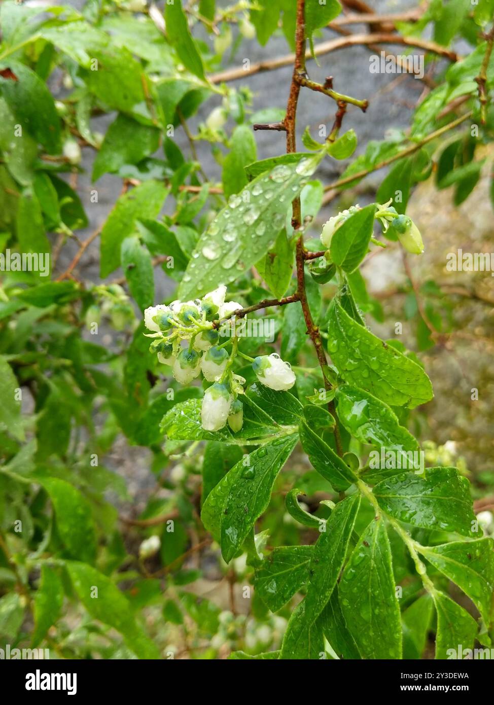 Northern highbush blueberry (Vaccinium corymbosum) Plantae Stock Photo ...