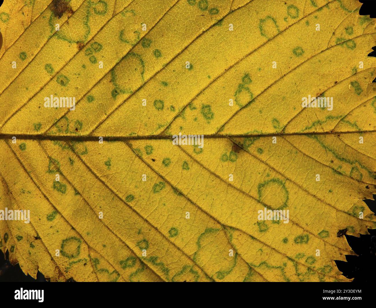 Full frame close up of a yellow autumn leaf showing veins and cells ...