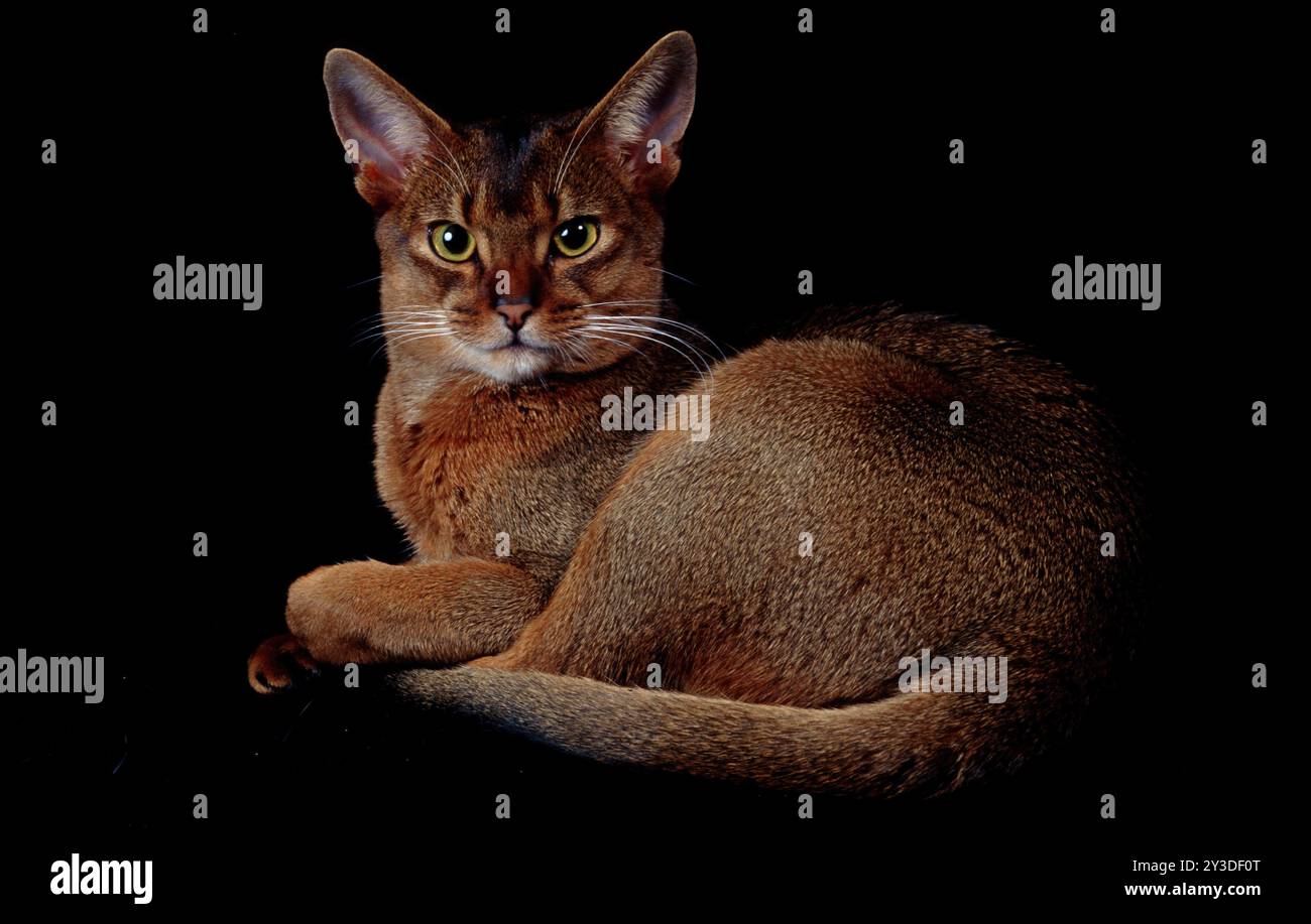 Abyssinian tomcat hi-res stock photography and images - Alamy