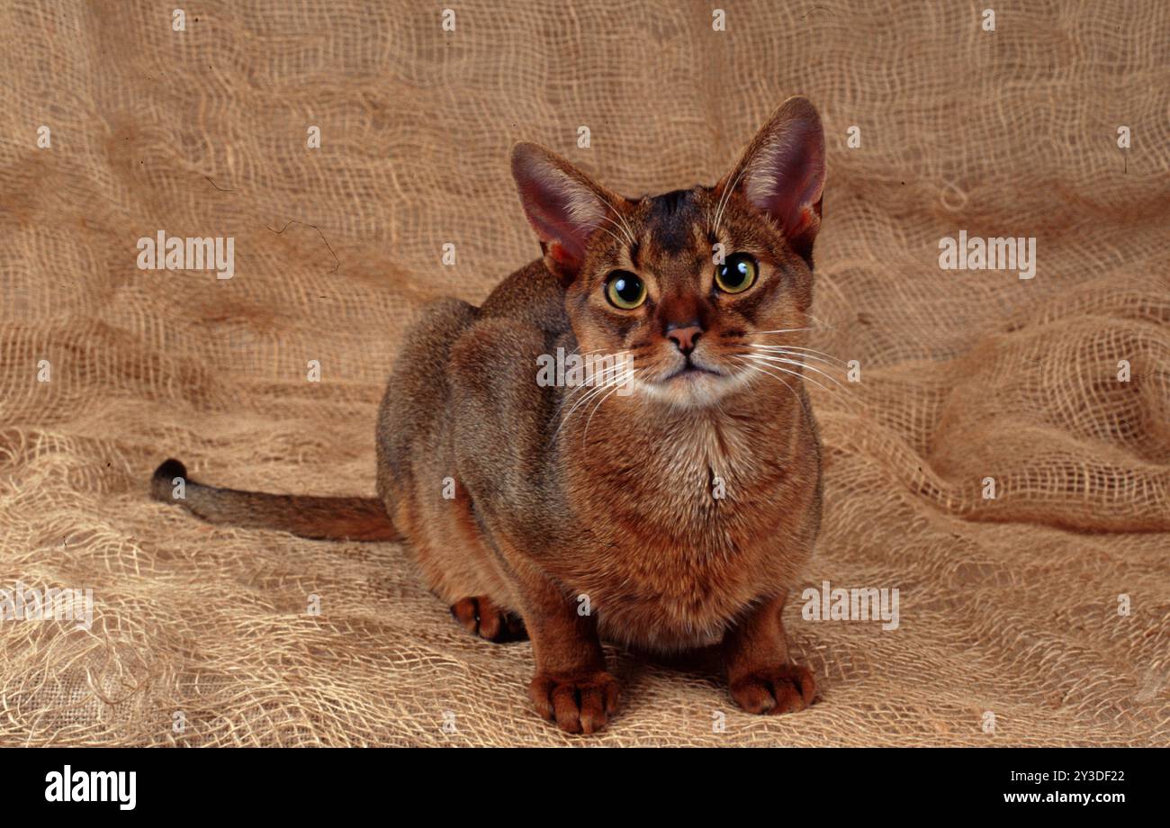 Abyssinian tomcat hi-res stock photography and images - Alamy