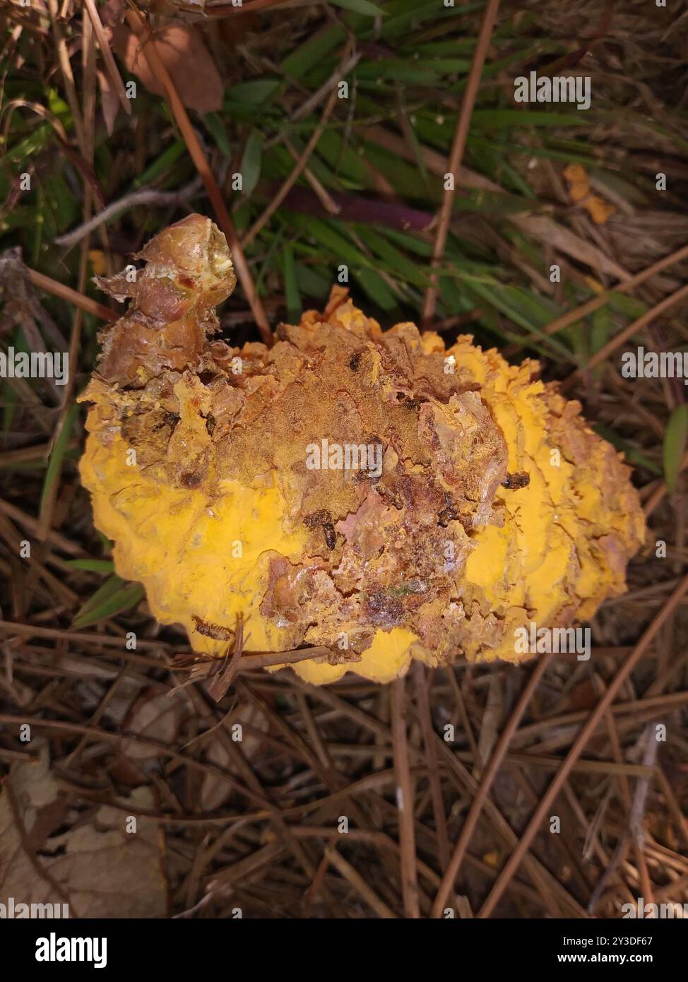 Sap-feeding Beetles (Nitidulidae) Insecta Stock Photo - Alamy