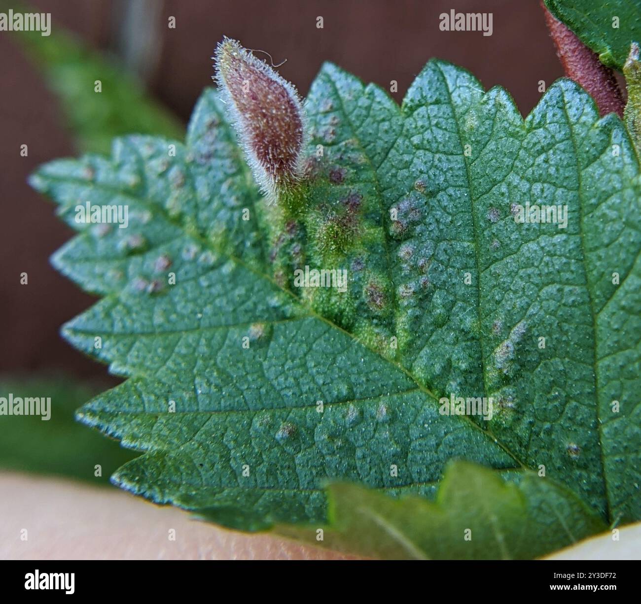 Rice Root Aphid (Tetraneura akinire) Insecta Stock Photo - Alamy