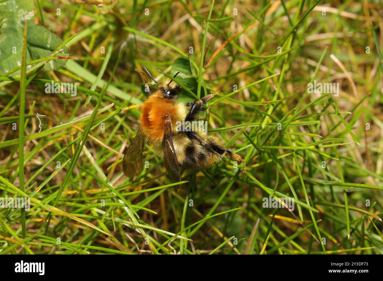 Common Carder Bumble Bee (Bombus pascuorum) Insecta Stock Photo - Alamy
