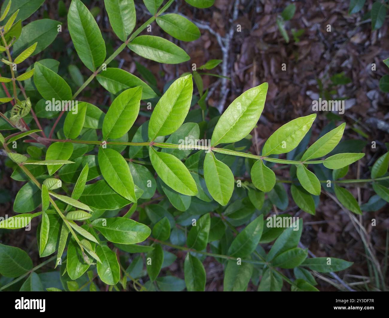 shining sumac (Rhus copallinum) Plantae Stock Photo - Alamy