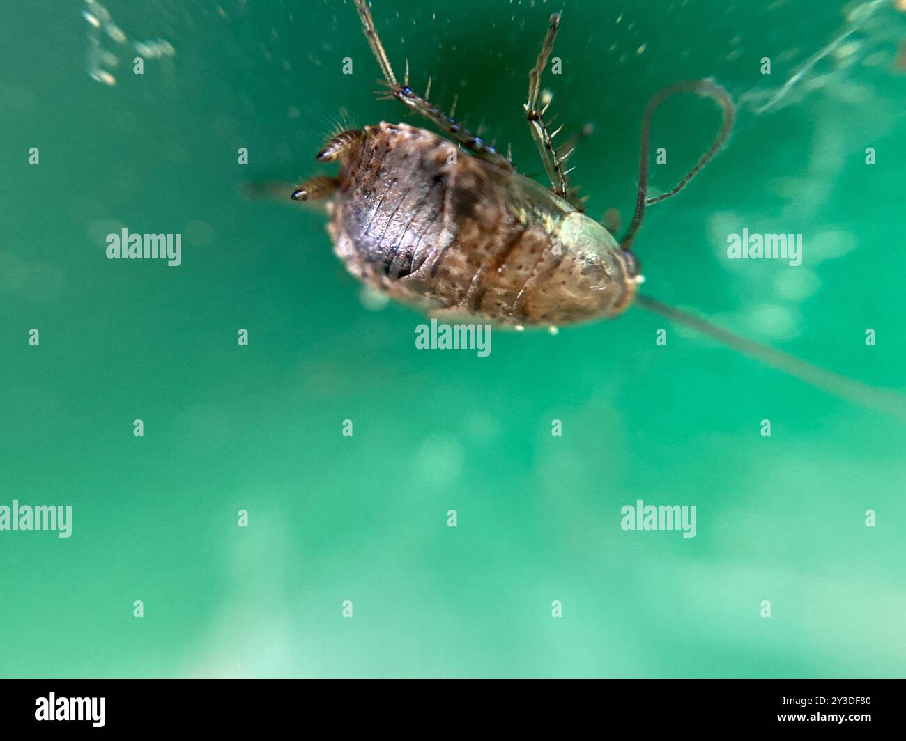 Dusky Cockroach (Ectobius lapponicus) Insecta Stock Photo - Alamy