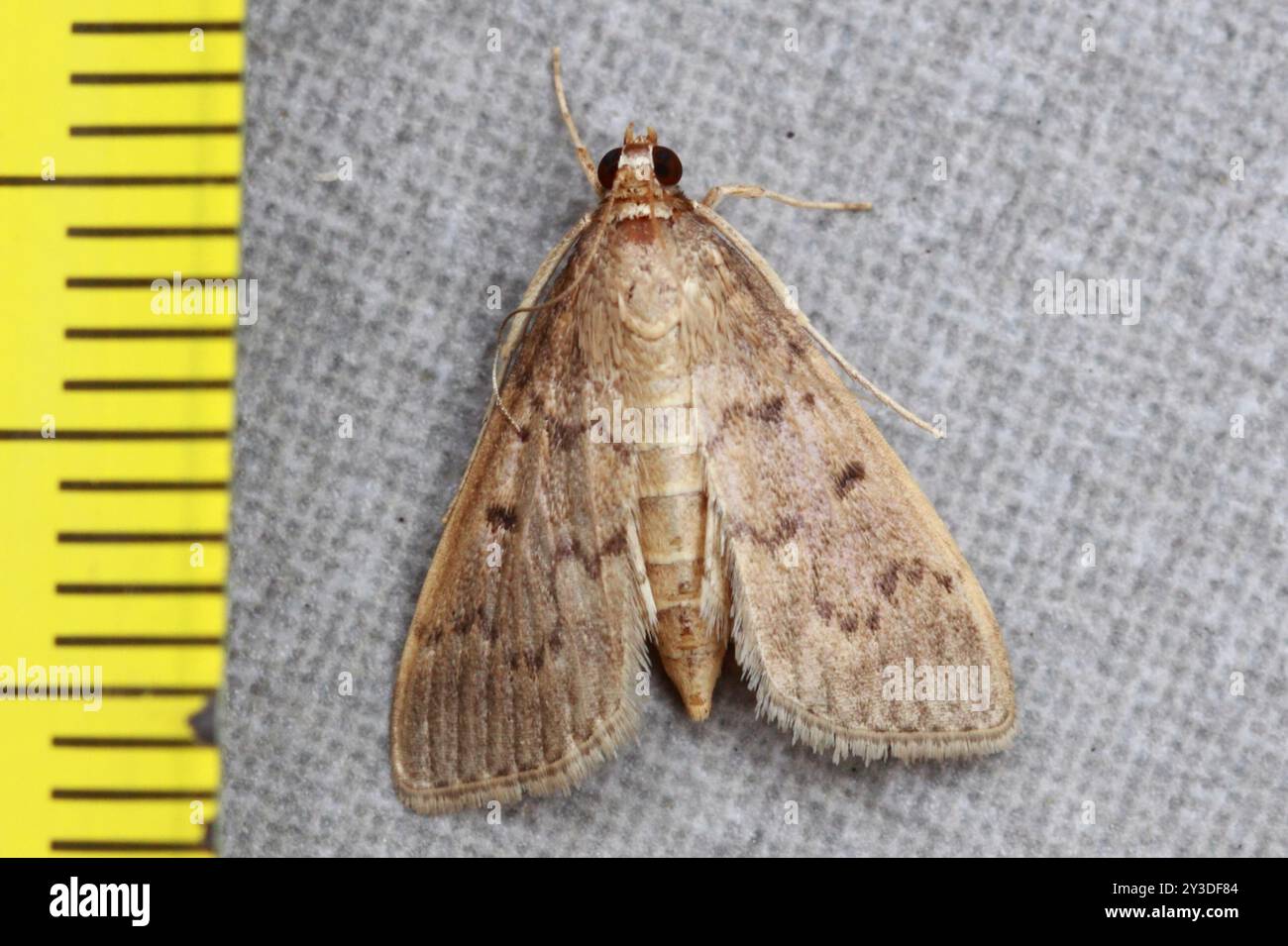 Grass Webworm Moth (Herpetogramma licarsisalis) Insecta Stock Photo - Alamy